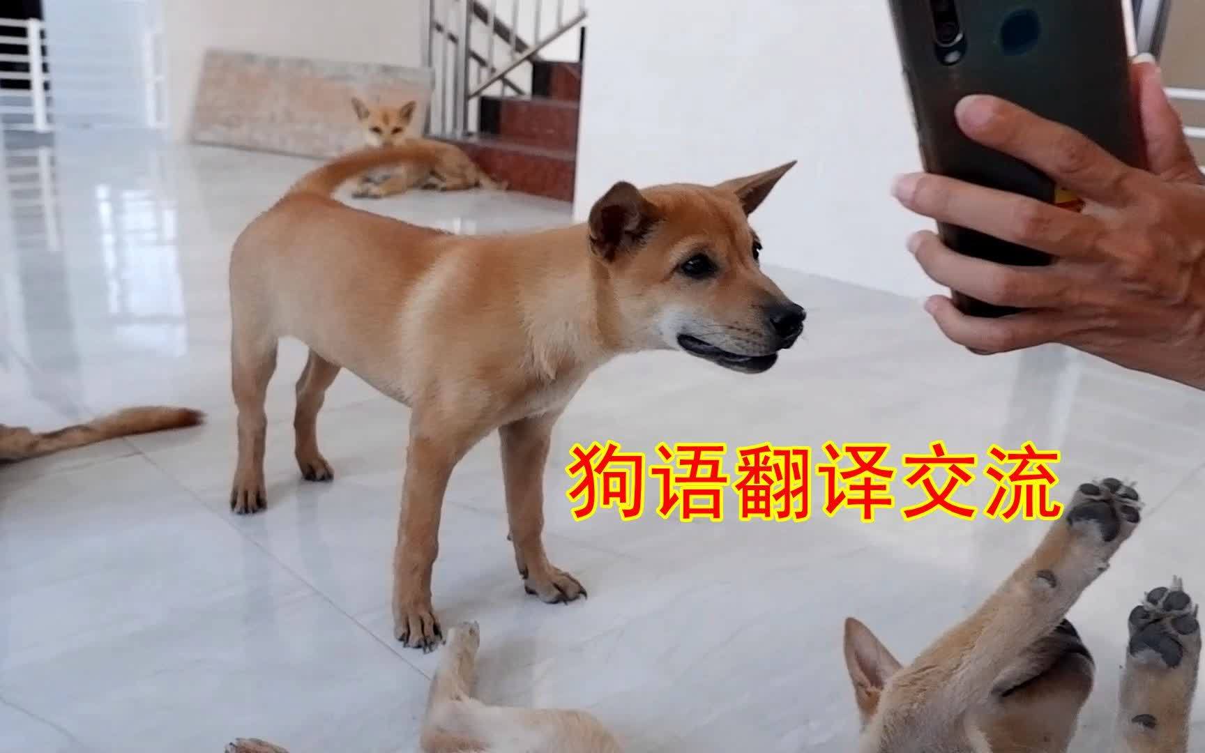 主人用狗语翻译器和狗狗交流沟通,狗狗竟然听懂了,真的神奇
