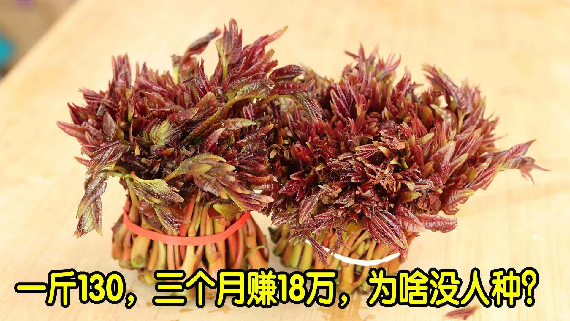 香椿一斤130元,年净赚70多万?为何农村很少有人种香椿?