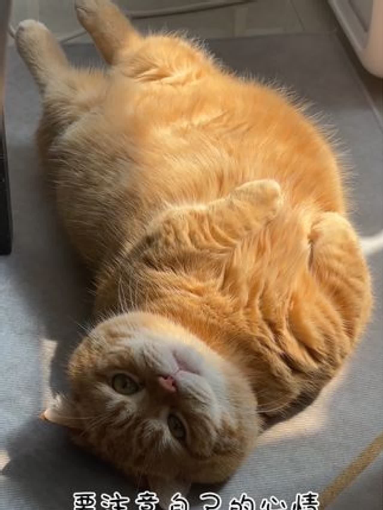 哒拉哒哒哒拉~#曼基康矮脚 #你