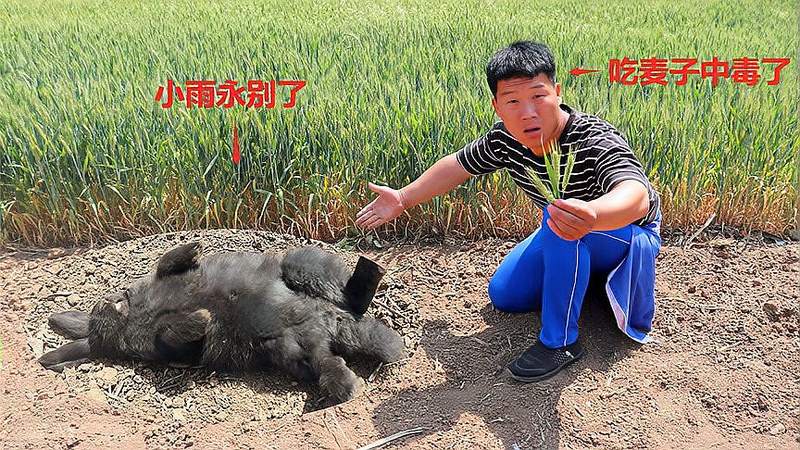 兔子误食打药的麦子中毒了,气的小雨说再也不干坏事了,该咋办?