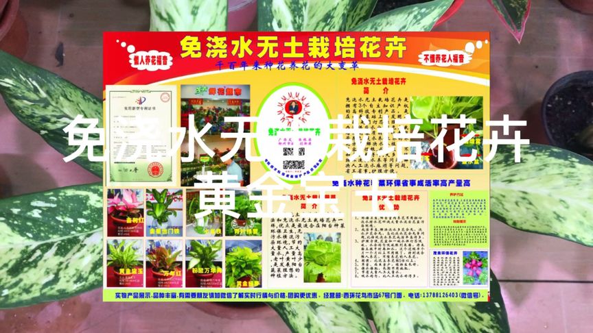 免浇水无土栽培花卉之黄金宝玉,懒人养花的福音。