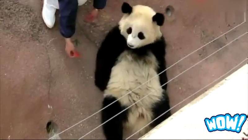 卖萌高手到了日本动物园,活成了大爷样!熊猫:就是不起来