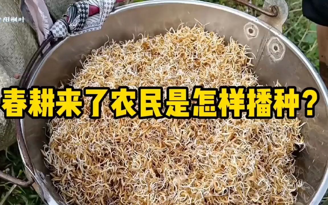 春耕来了农民是怎样播种?