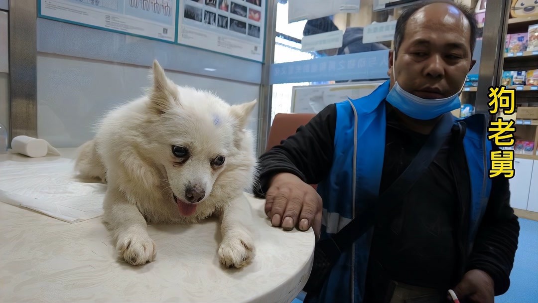 出现这几种现象要警惕,狗狗可能得了心脏病,很危险请及时治疗