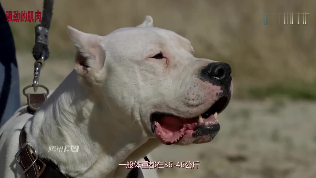 世界上最凶猛的犬类,为猎杀狮子野猪而生,如今成为斗狗场新贵