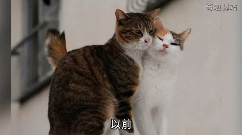 11个爆笑图片说明「以前 vs 现在喵星人的生活差异」