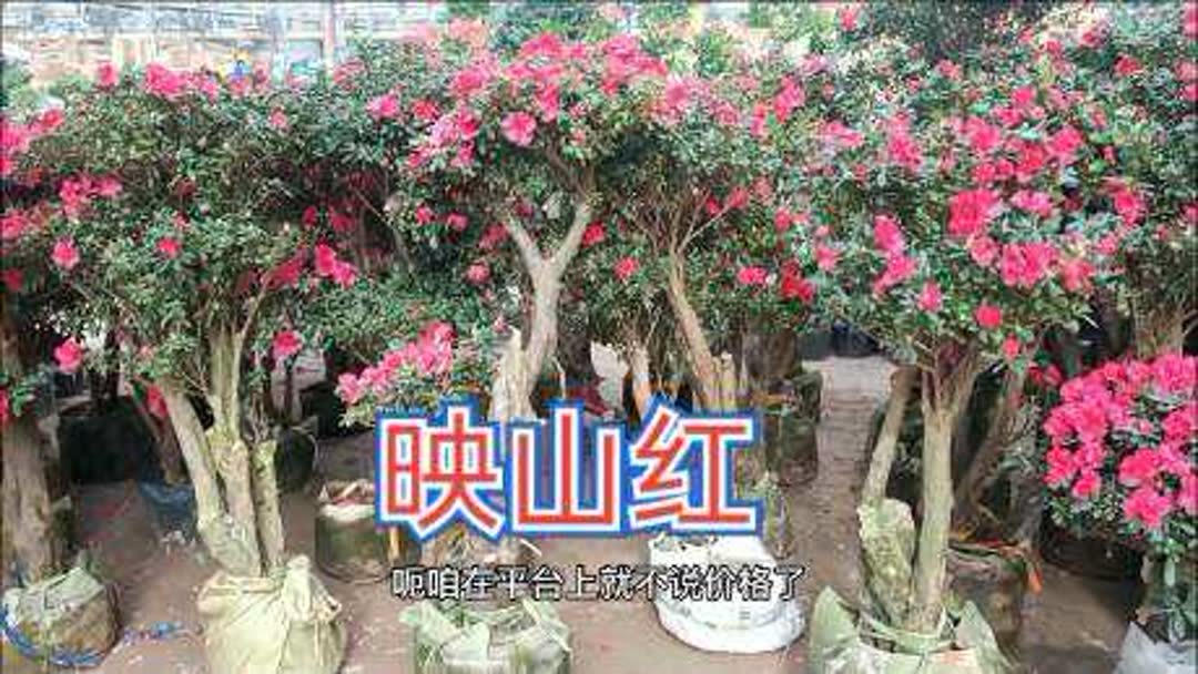 刚到一批熟桩映山红,价格也是很亲民,准备买两棵带回老家