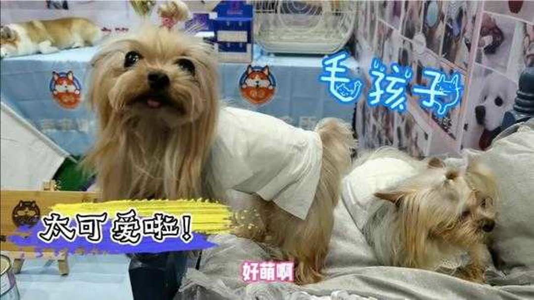 萌宠宝贝大集合,南宁会展中心领养活动中,好多毛孩子简直萌化了
