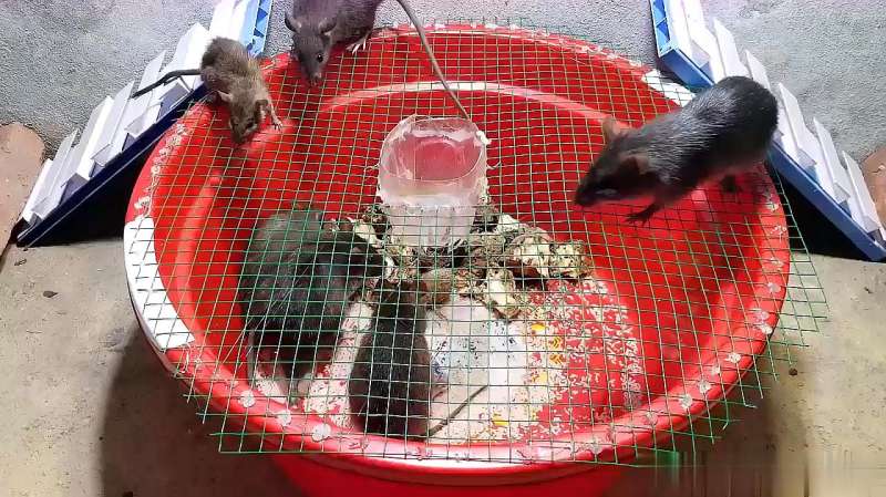 DIY一个捕鼠笼,浪费了一把大米,抓到了好几只大老鼠!