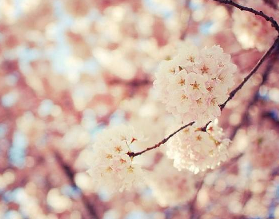 暗香浮动的红唇 