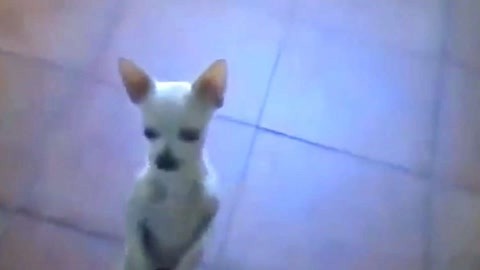 狗子跳舞你们见过吗?要不是镜头拍下,都不知道它可以如此妖娆