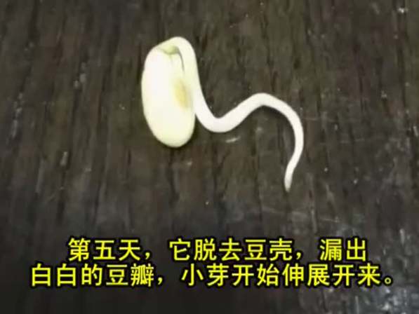 黄豆发芽过程