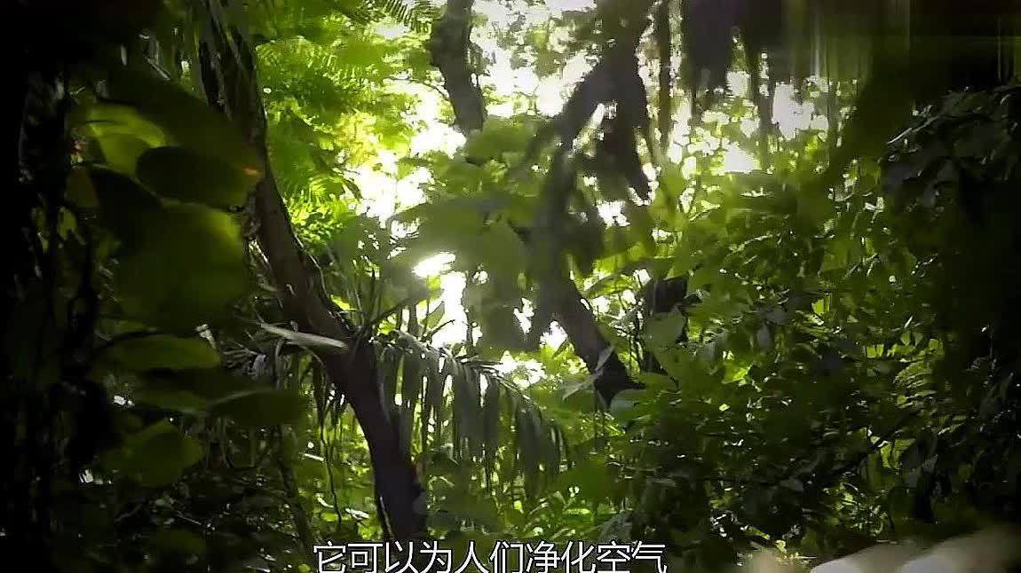 中国森林覆盖率最高的省,连续40多年位居第一!