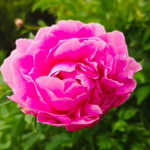 成都心理諮詢何老師 