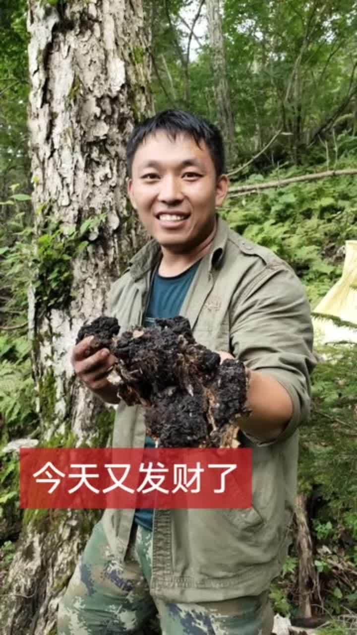 ...森林里采山,遇到桦树茸别名桦褐孔菌,它具有降血糖降血脂降血压作用...