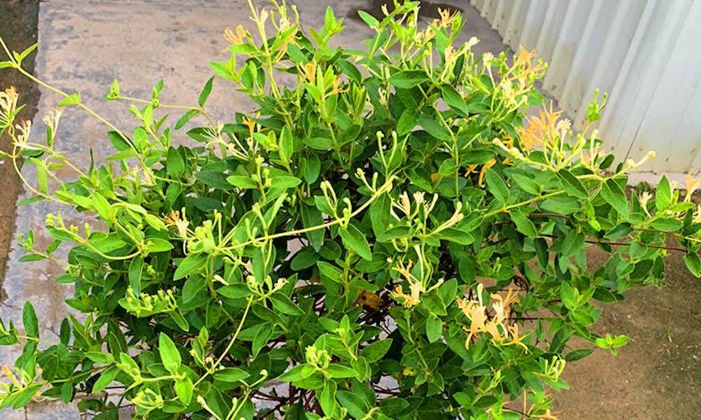 这种花不仅开花漂亮,而且"功效"非常多又好,"喝过"的都称赞