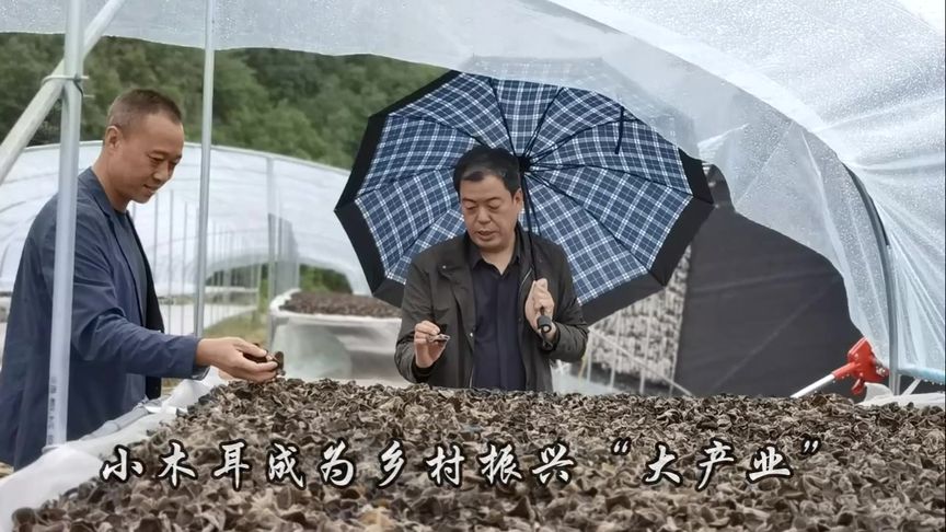 小木耳助力乡村振兴“大产业” —柞水县审计局#爱我商洛点赞柞水