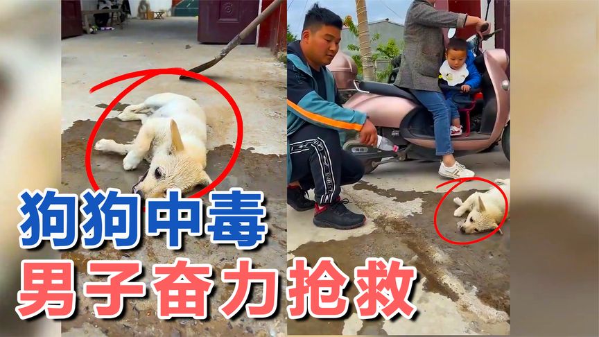 狗狗中毒,男子奋力抢救,差点救不回。不知道的来学习下