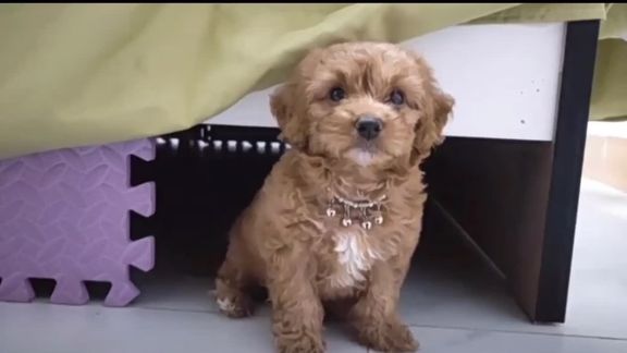 #狗狗变身 被我们养残了