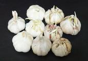 大蒜为什么容易发芽发霉?原来挑选大蒜时就错了,学到就是赚到