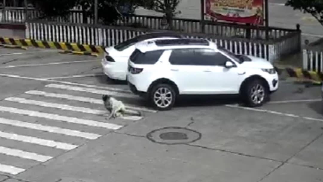 路虎司机倒车撞人竟没察觉,被撞女乘客一个“惊险动作”侥幸保命