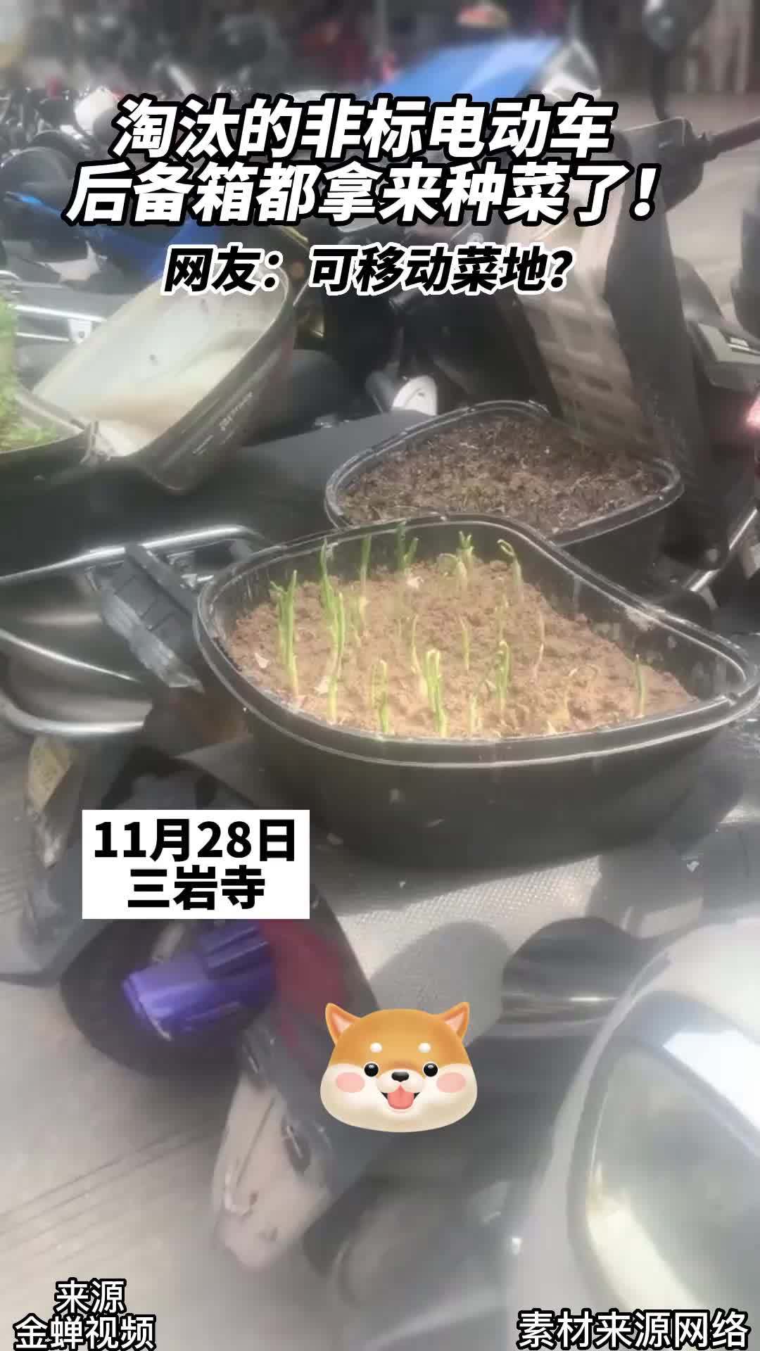 淘汰的非标电动车的后备箱都拿来种菜了!