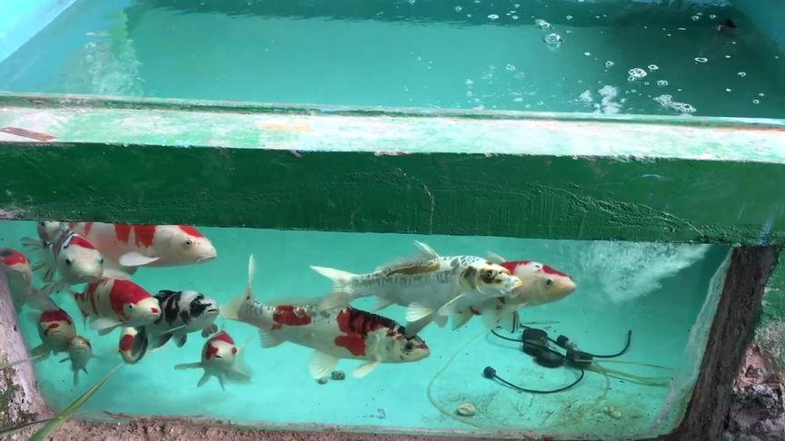 锦鲤鱼池过滤-西普净水器