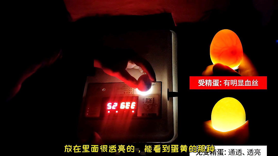 鸡蛋孵化记录,手把手教你分辨受精蛋,看完新手都能掌握
