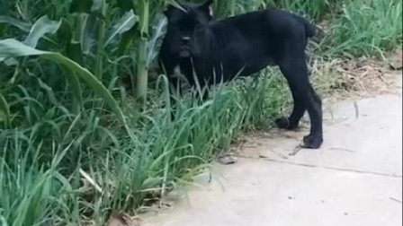 玉米熟了,狗狗寸步不离的守着玉米地
