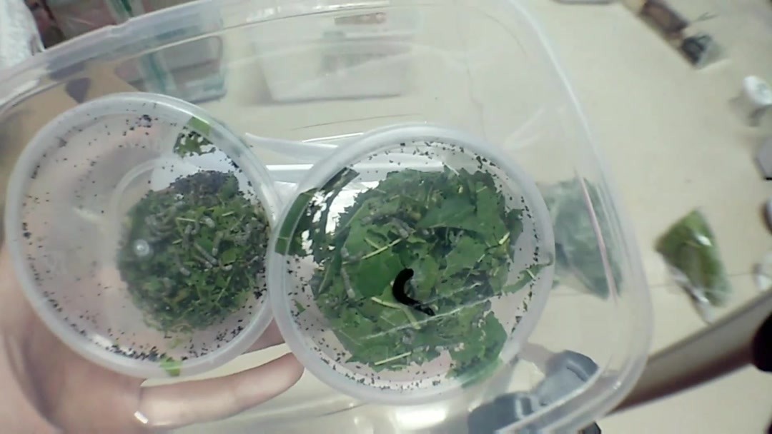 那么可爱的蚕宝宝的开箱