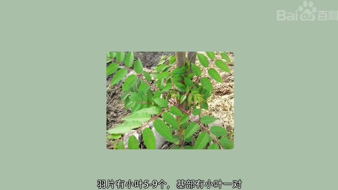 「秒懂百科」原来日本无刺楤木长这样
