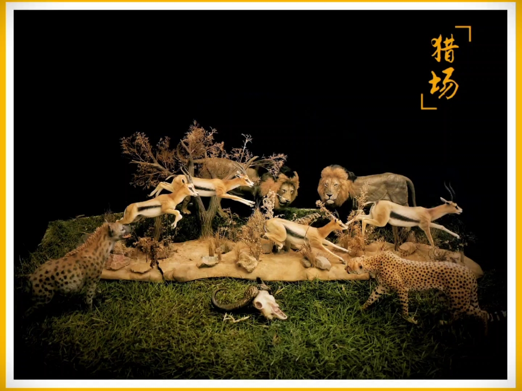 我的动物模型场景搭配,野生动物迷,惟妙惟肖的模型,大家喜欢吗?