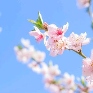 洛阳娟子劳务 