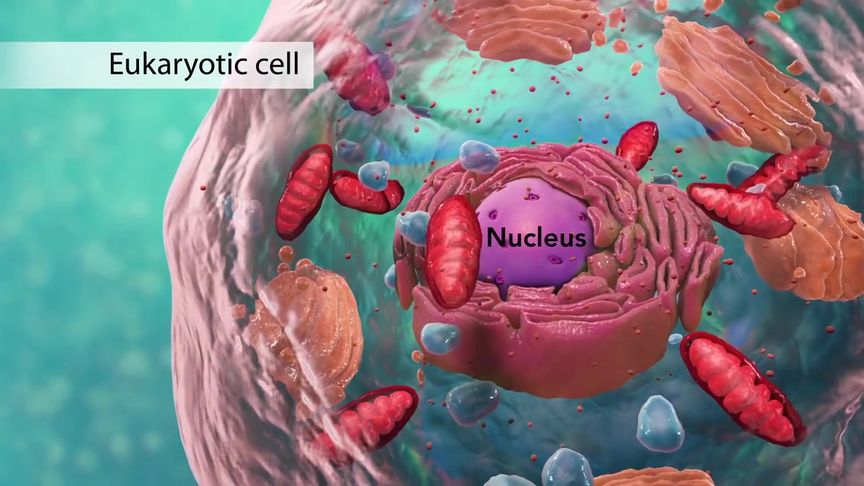 构成世界的所有细胞结构