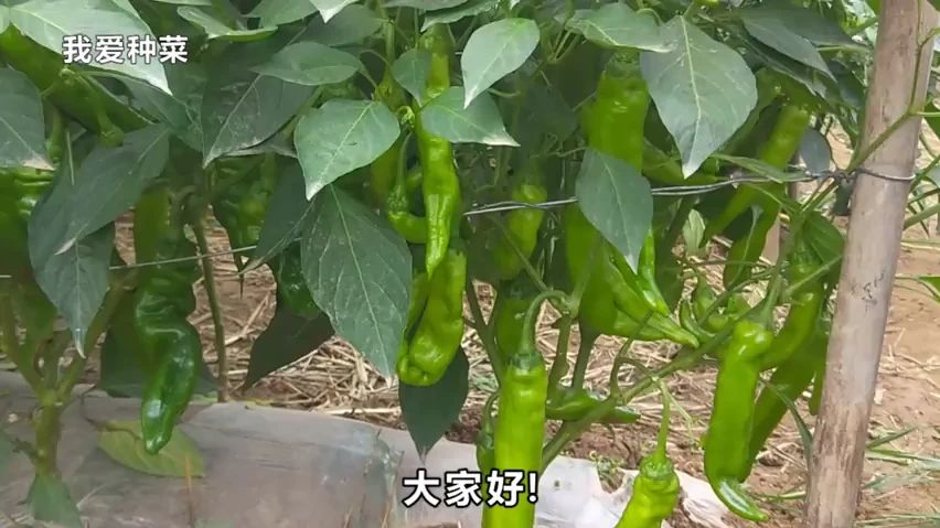 种植辣椒几个关键点要做对,果实累累是必须的