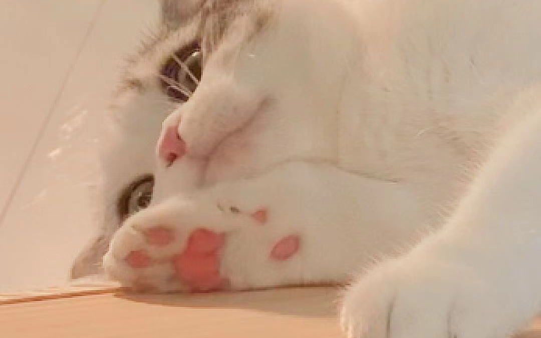 特别会撒娇的小猫咪