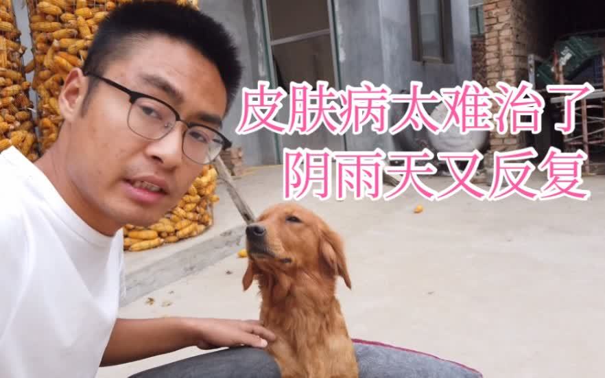 狗狗皮肤病太难治了,阴雨天又反复,也许永远治不好?