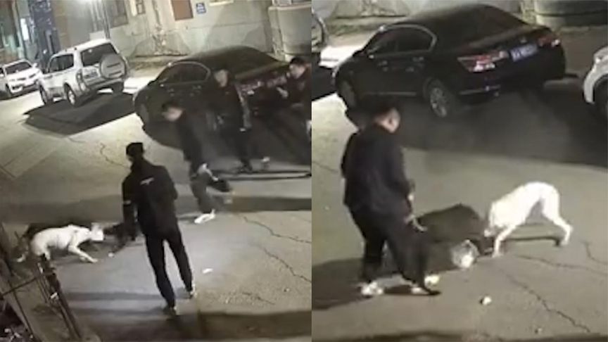 警方通报男子驱使三条烈犬咬死流浪猫:行政处罚 犬只被暂扣待处理