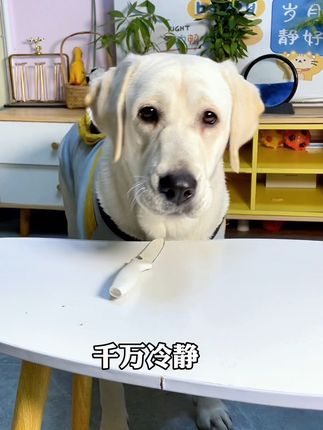 狗狗耳朵总是脏脏的,过几天自己身上也痒,那是因为有耳螨,用滴耳液给...