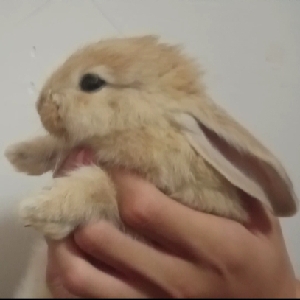 呀呼啊兔 
