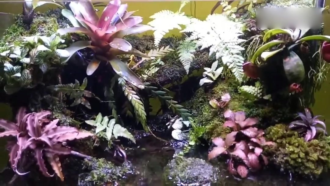 水草造景:雨林缸依然是造景师最爱,热带植物造景真心好看