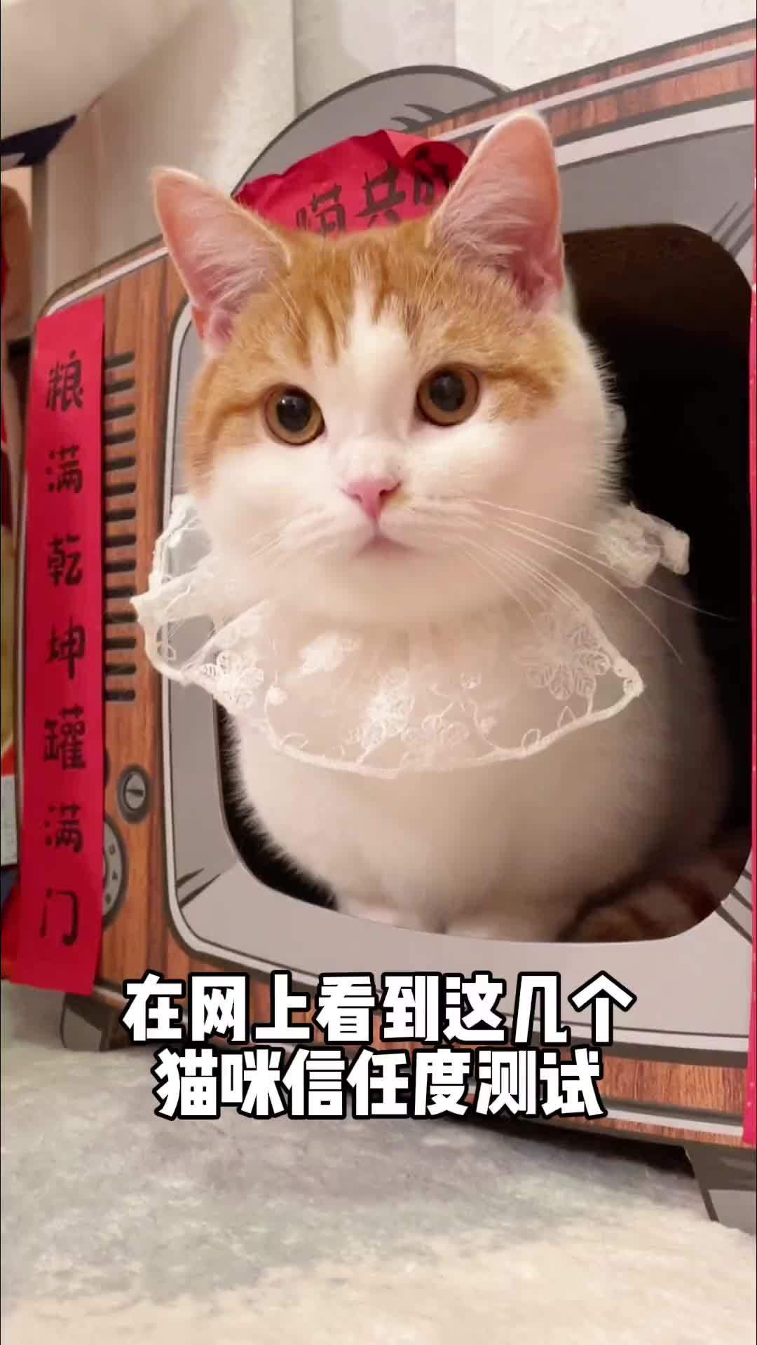 猫咪信任度测试,快给你们家的小猫咪也试试