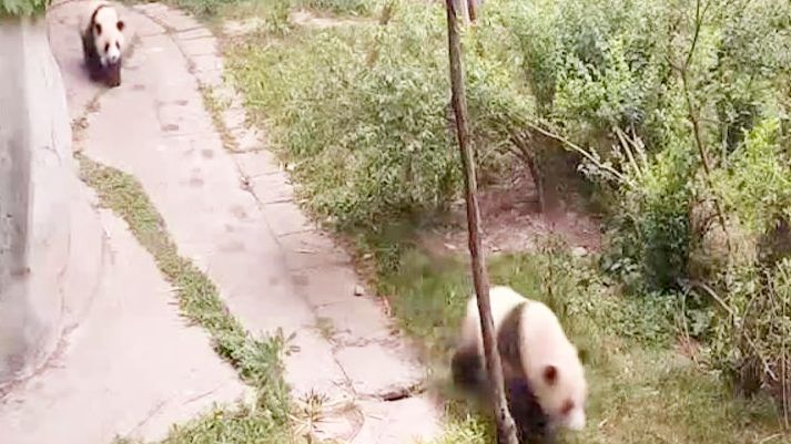 大熊猫运动会开幕式,正式开始了,一个个精神头十足啊