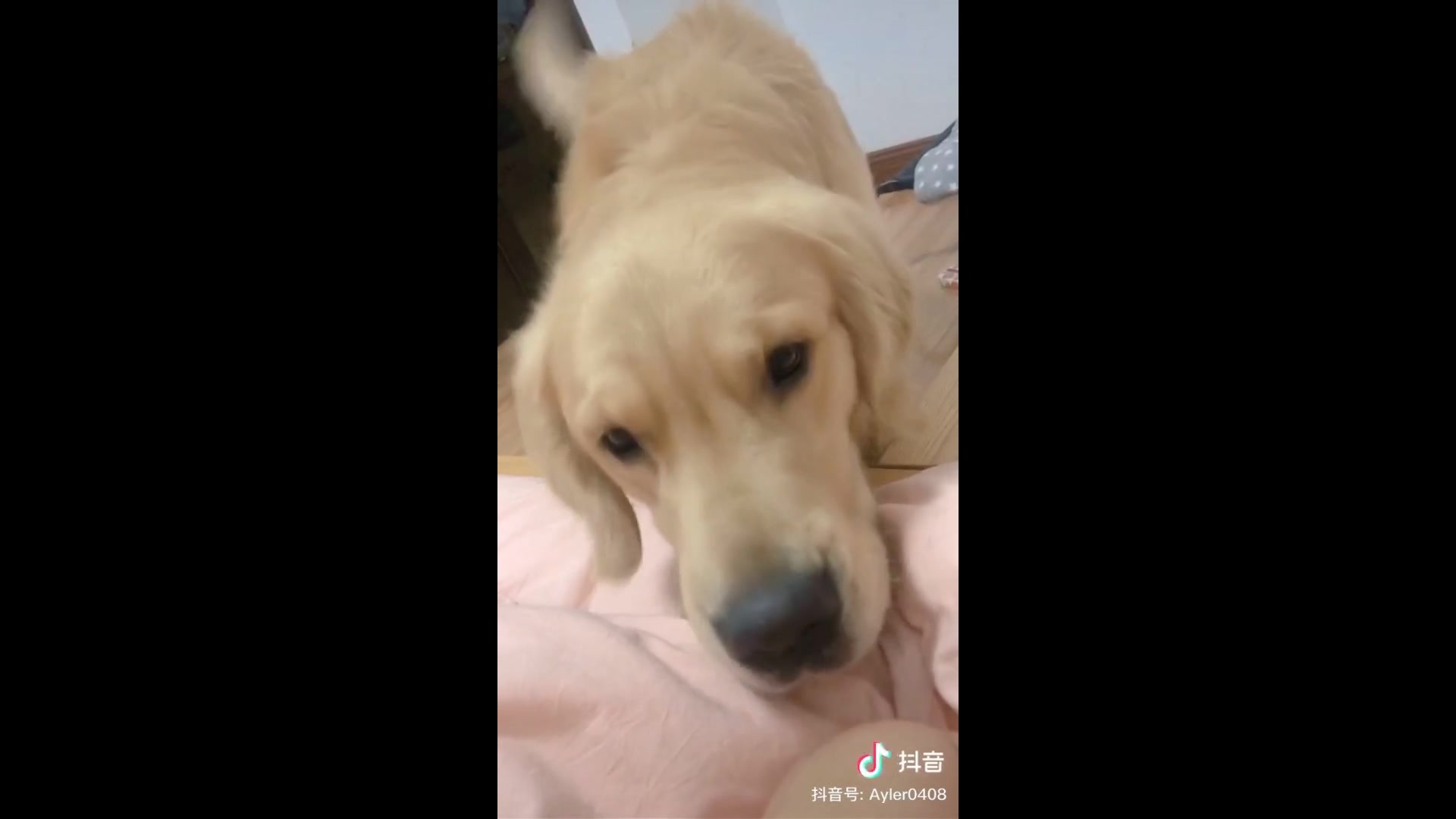 你在故宫修文物,我在抖音云撸狗(七) 萌宠解压视频 这里只有狗子和快乐