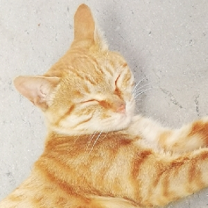 阿站儿 