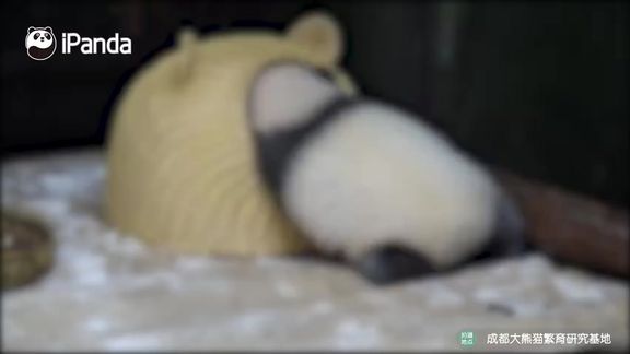 看熊猫憨憨如何靠憨制霸斧头山!