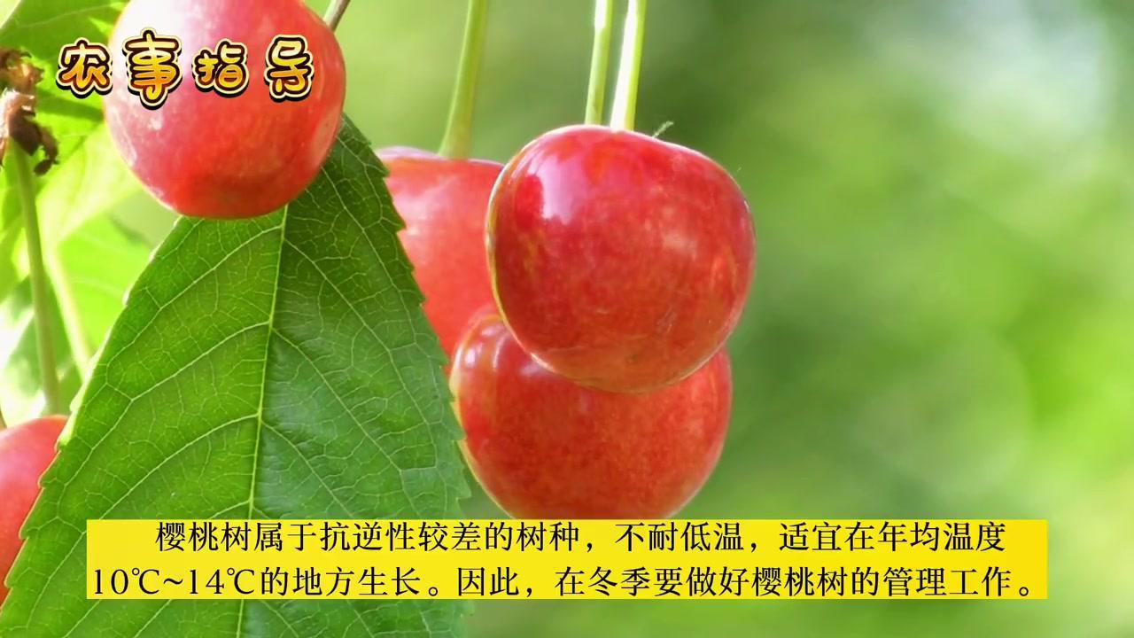 农事指导|樱桃树不耐寒冬季管理莫大意#农业种植#