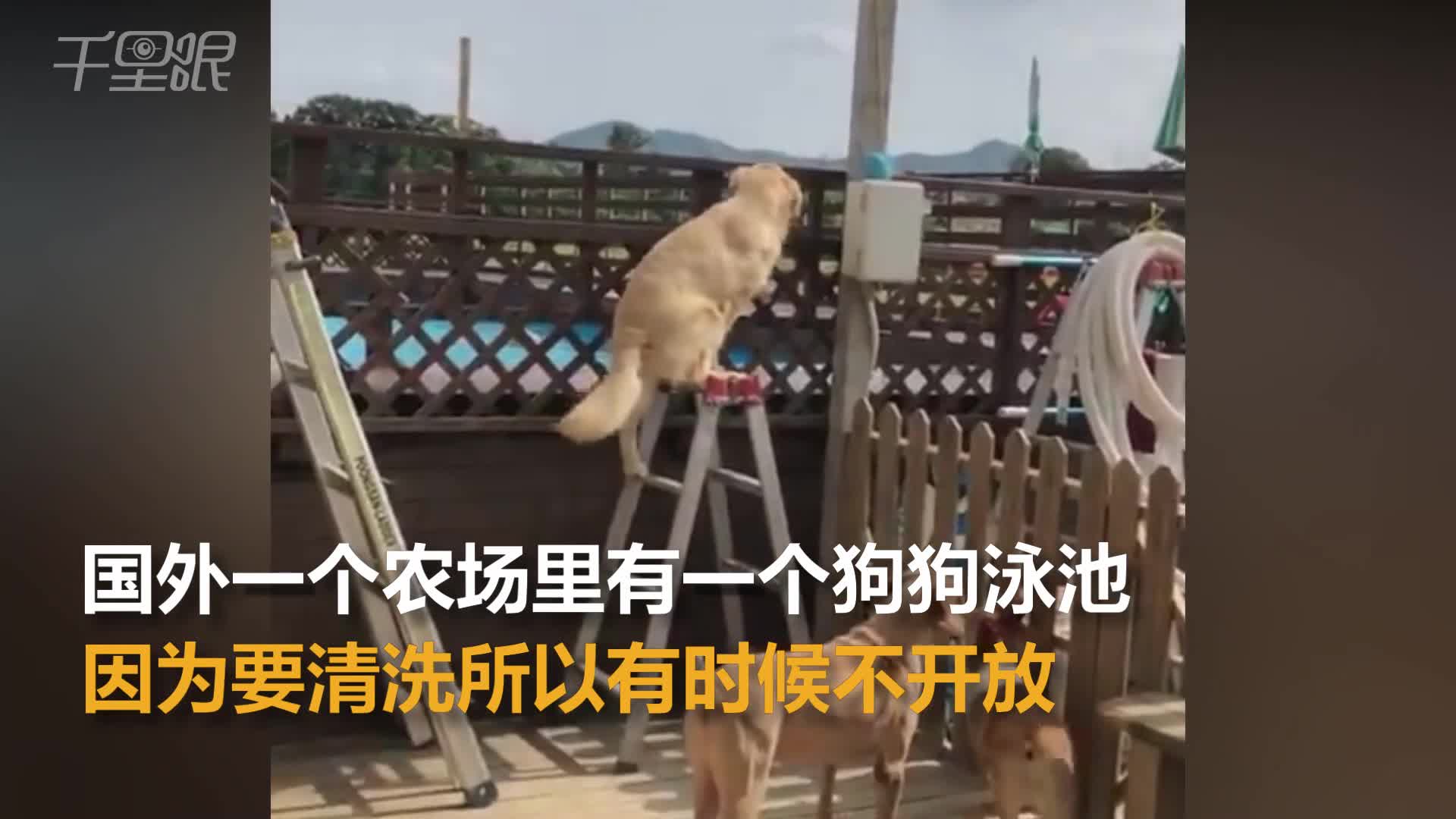 狗狗们相继爬梯子去泳池游泳 真是一群“成了精”的小可爱