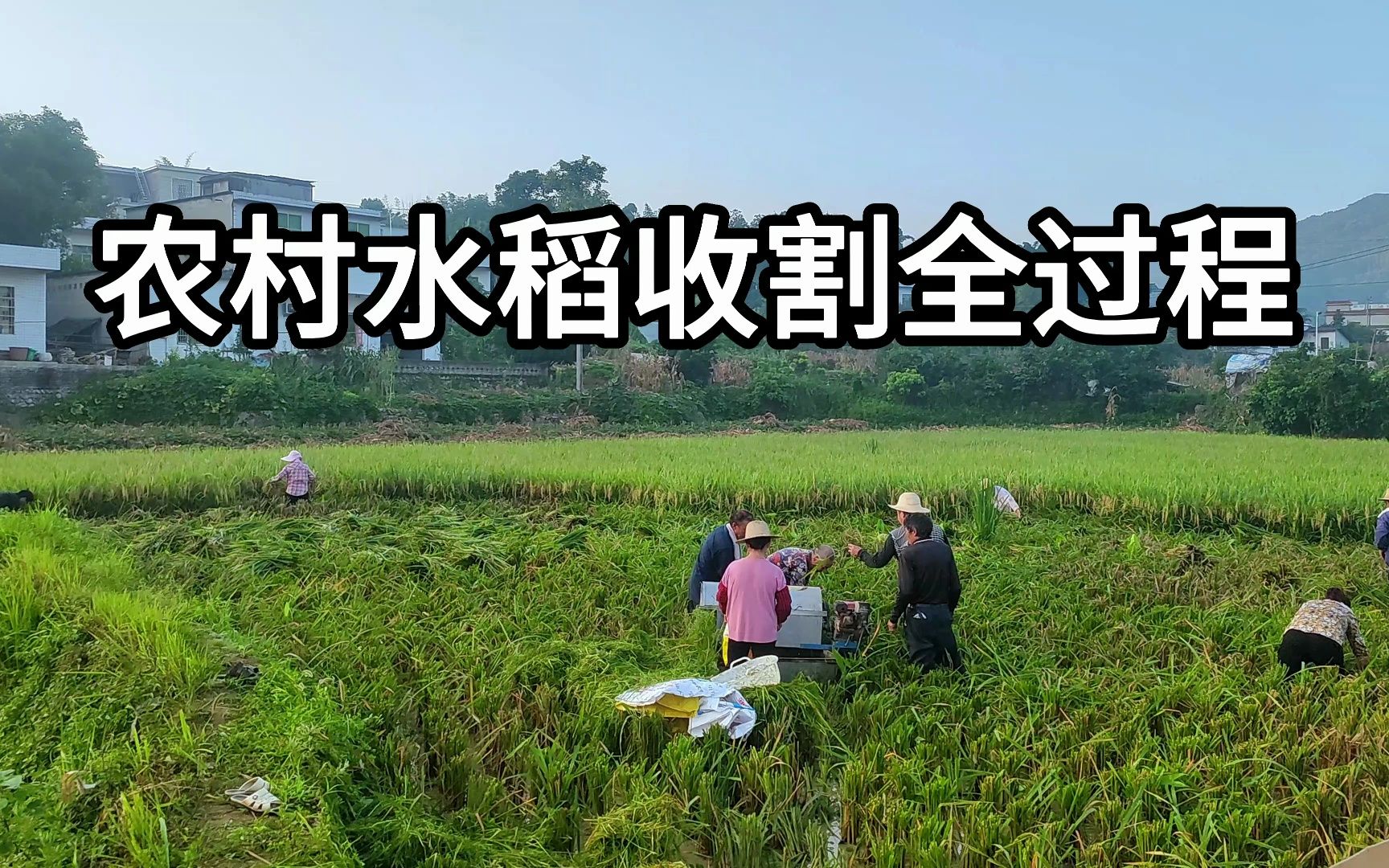 农村水稻收割全过程