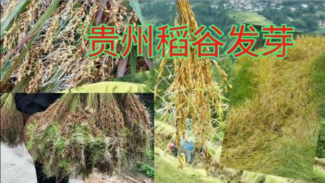 今年贵州稻谷发芽,真是天灾不可避免!